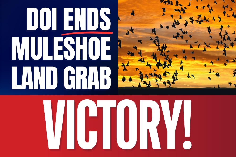 Muleshoe Update - American Stewards of Liberty